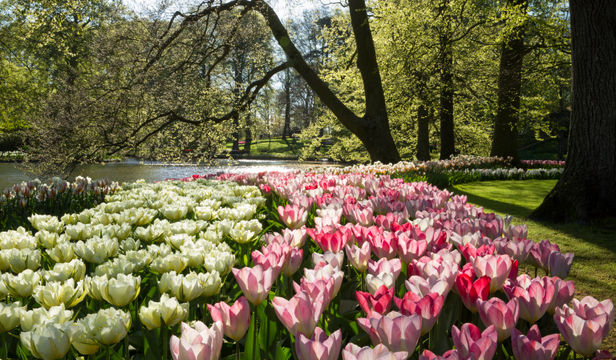 City Sightseeing Amsterdam Hop-On, Hop-Off + Keukenhof Gardens Ticket ...